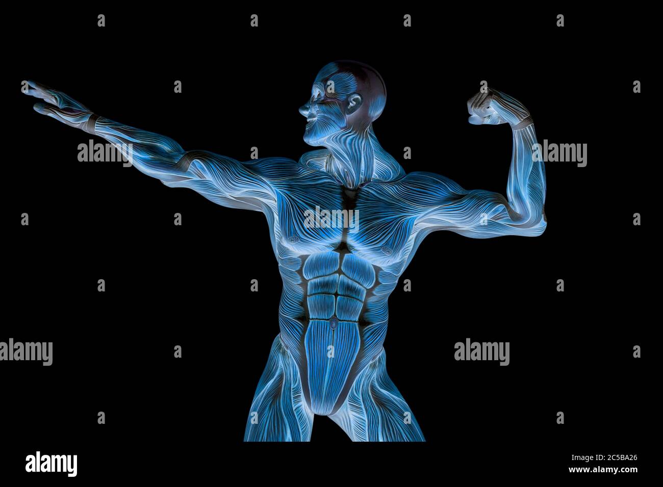 muscleman anatomy heroic body doing a bodybuilder pose eleven in white ...