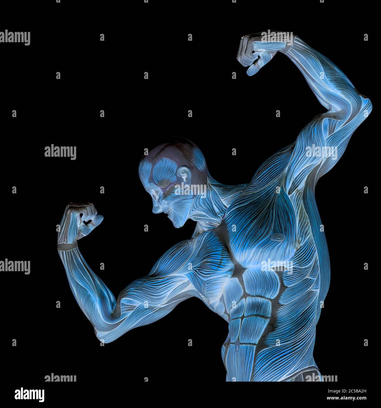 muscleman anatomy heroic body doing a bodybuilder pose two in white ...