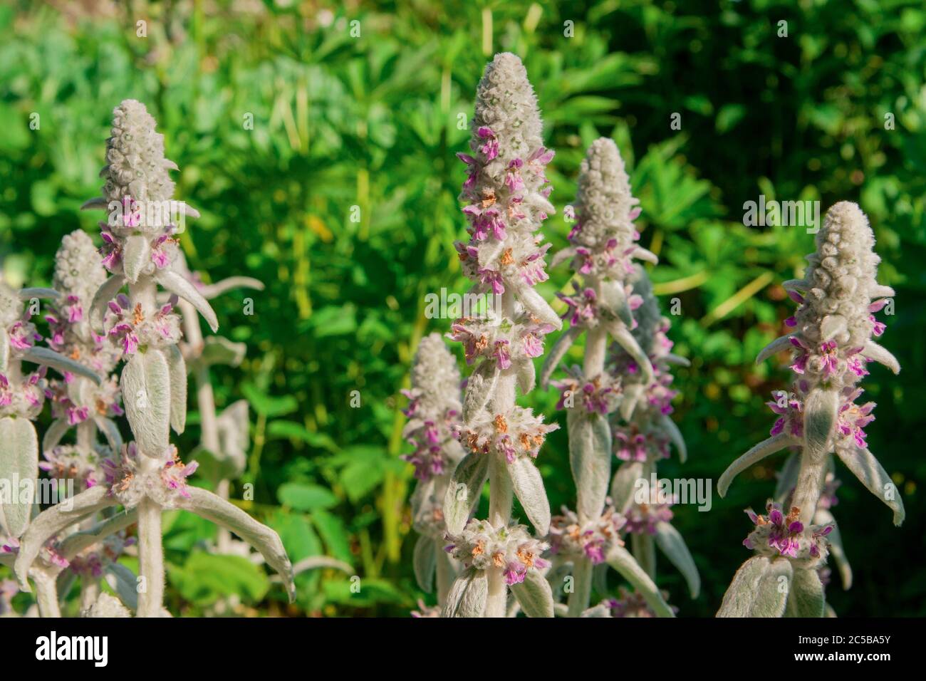 Fluffy flowers Stachys byzantina outdoors. Gardening concept ...