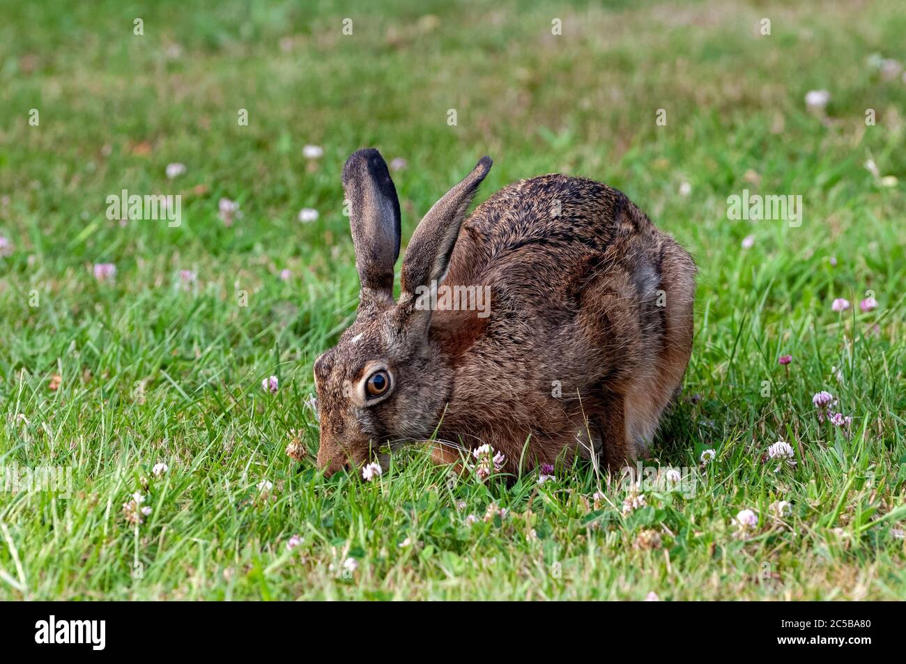 August rabbit young hi-res stock photography and images - Alamy