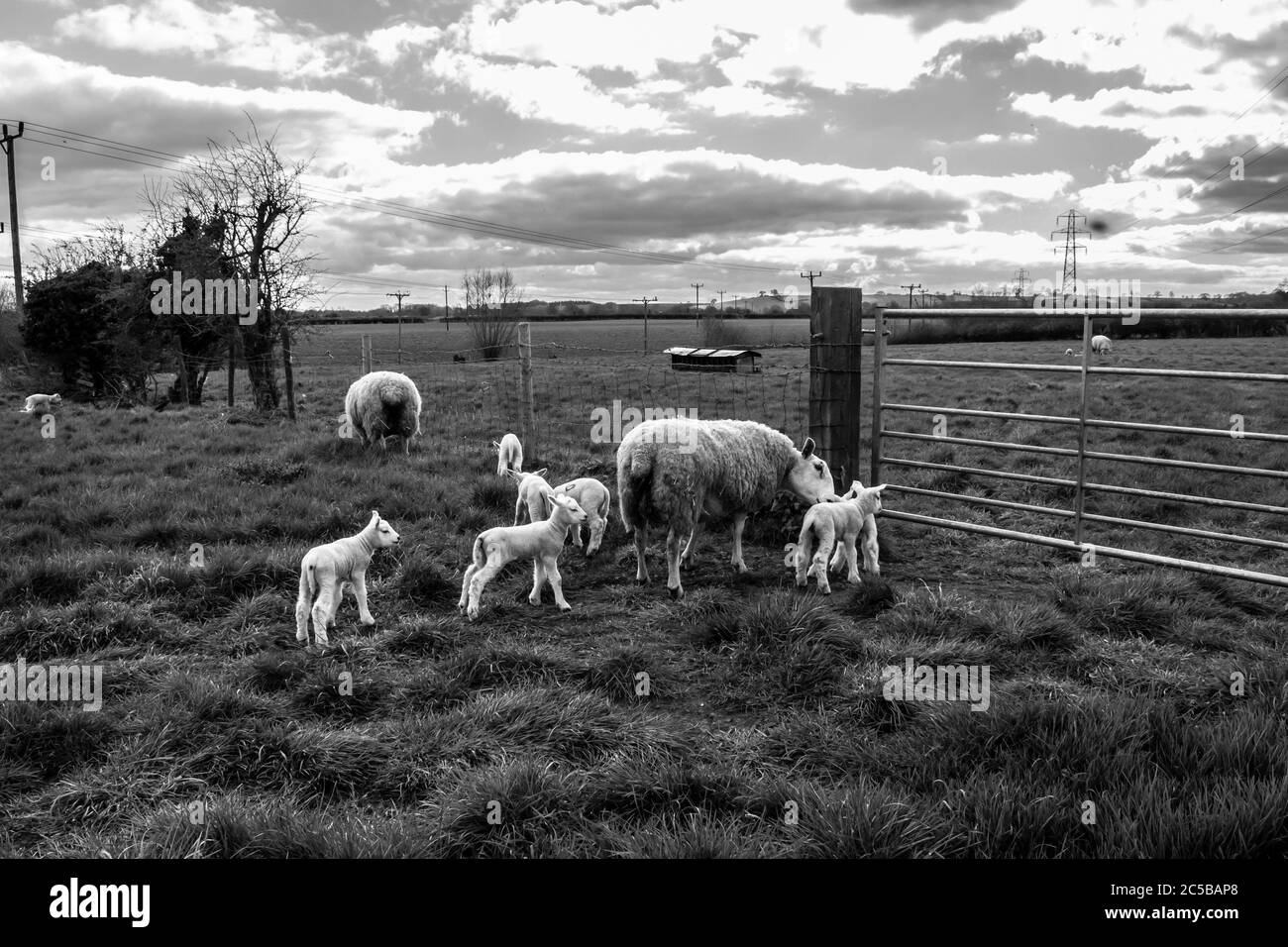English countryside in may lamb hi-res stock photography and images - Alamy