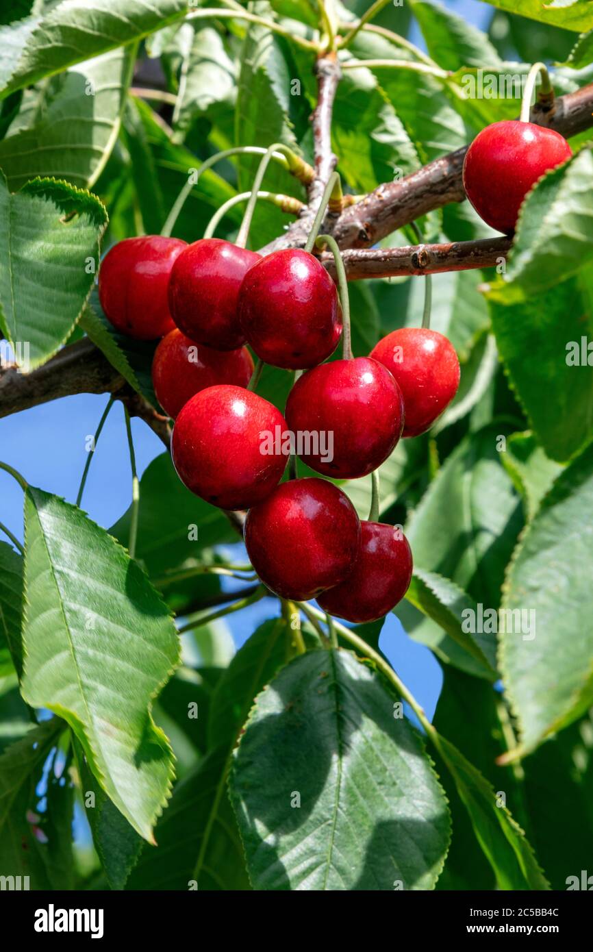 Michigan Sweet Cherries, Hedelfingen (German), variety, SW Michigan ...
