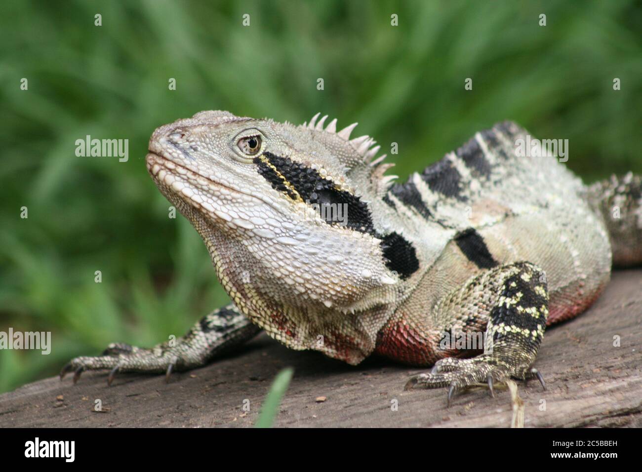 Eastern Water Dragon at Lone Pine Koala Sanctuary Stock Photo - Alamy