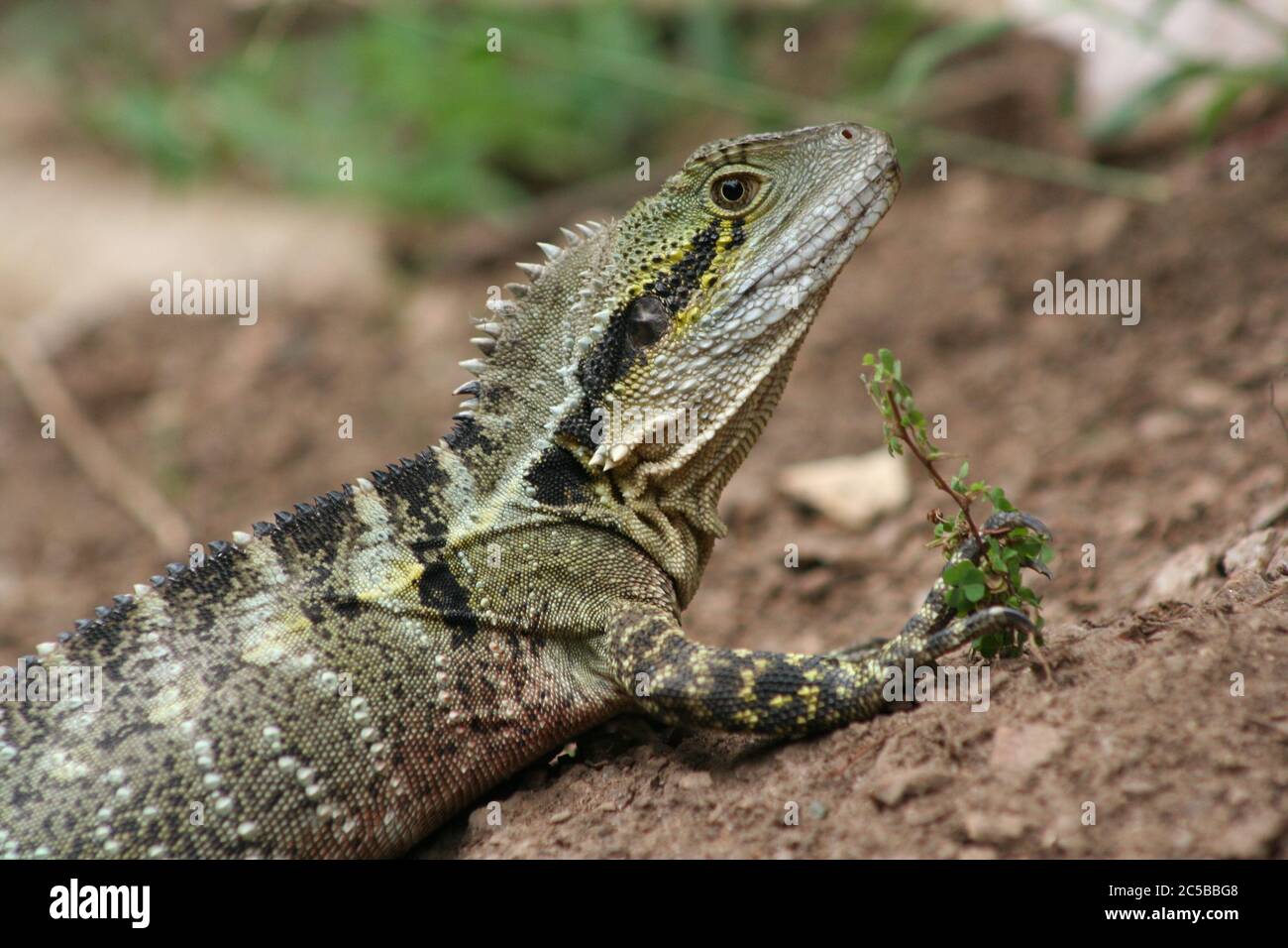 Eastern Water Dragon at Lone Pine Koala Sanctuary, Brisbane Stock Photo ...