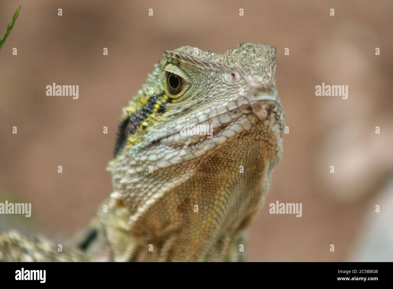 Eastern Water Dragon at Lone Pine Koala Sanctuary, Brisbane Stock Photo ...