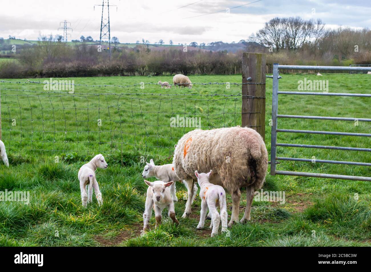 English countryside in may lamb hi-res stock photography and images - Alamy