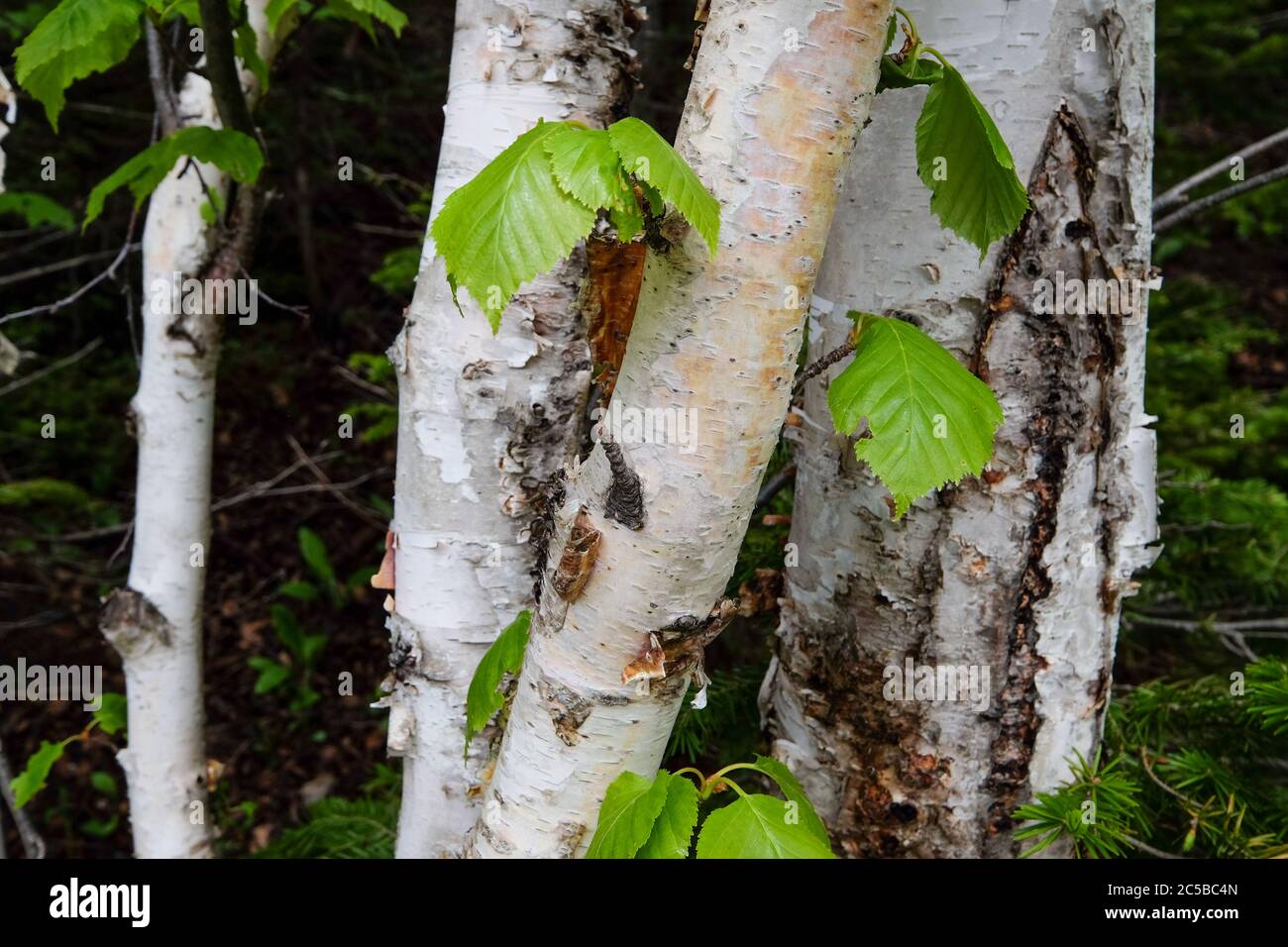 Multiple silver birch trees in a deciduous forest. The young trees have ...
