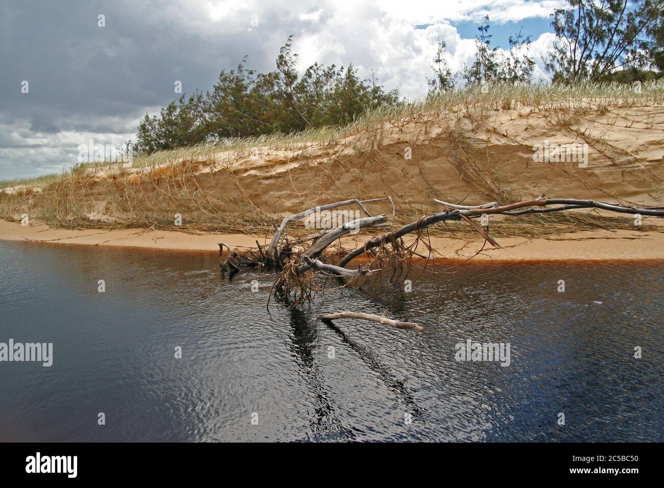 Tea Tree Creek, Fraser Island Stock Photo - Alamy