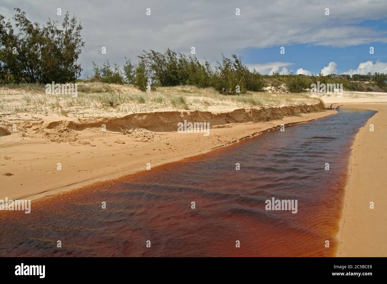 Tea Tree Creek, Fraser Island Stock Photo - Alamy