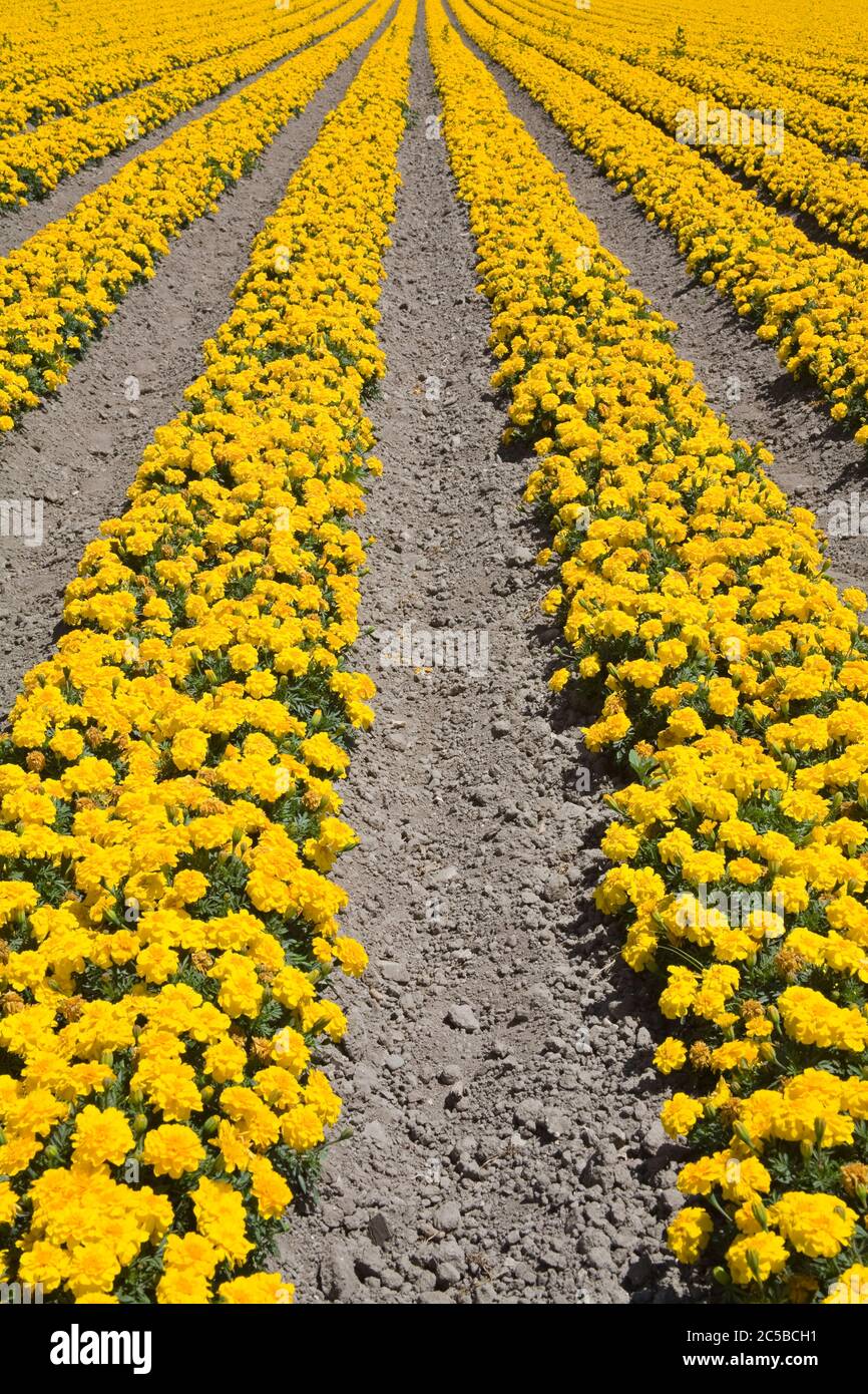 California central valley agriculture hi-res stock photography and ...