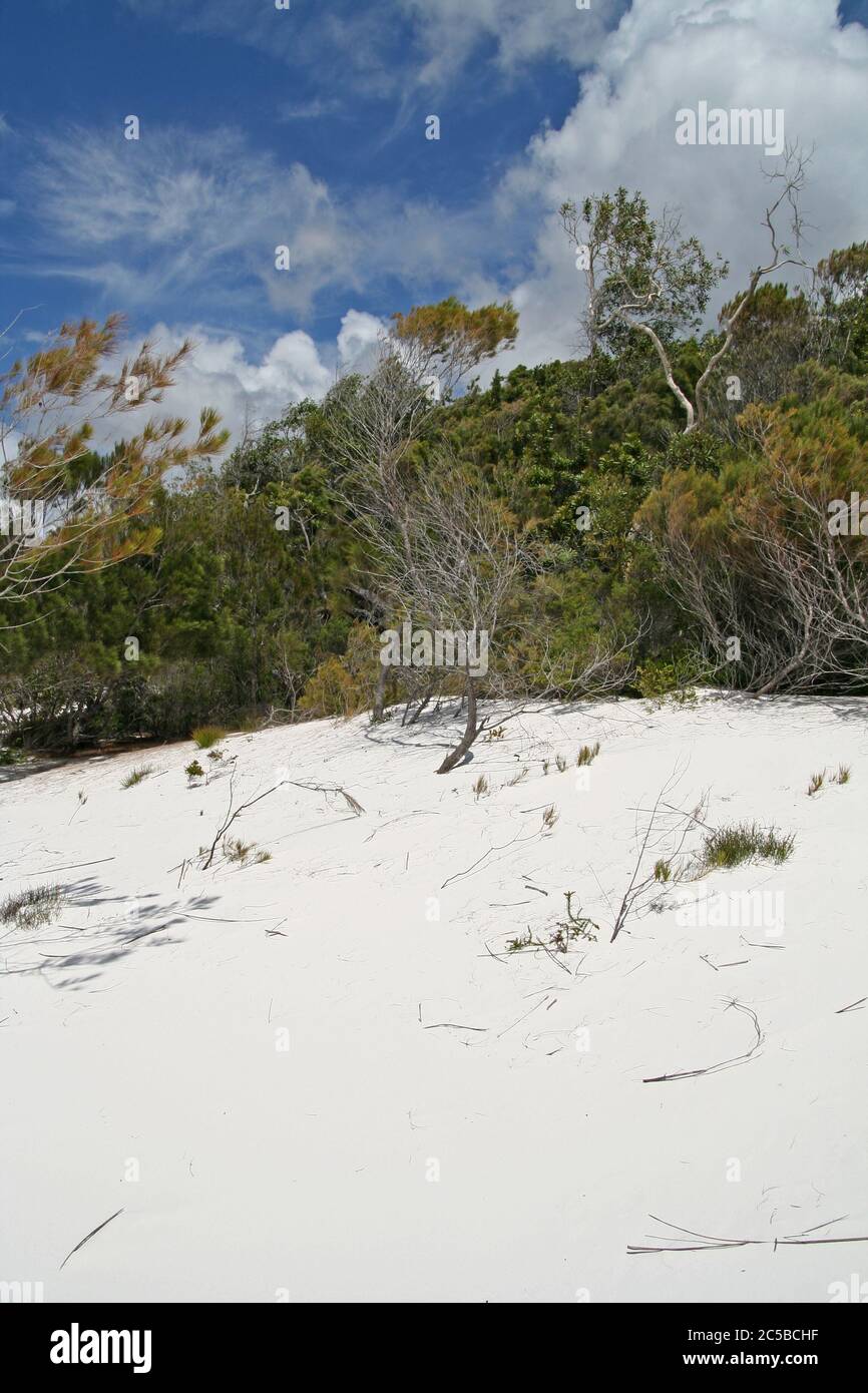 Lake Birrabeen, Fraser Island Stock Photo - Alamy