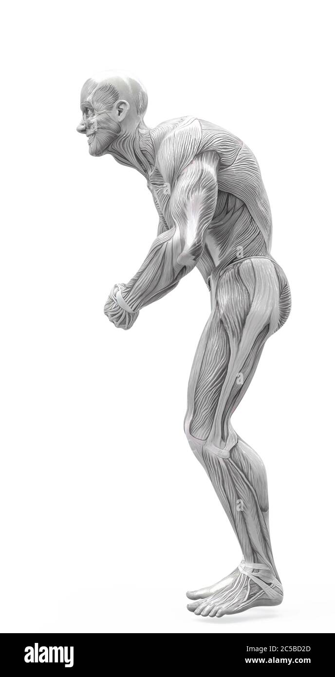muscleman anatomy heroic body doing a bodybuilder pose seven in white ...