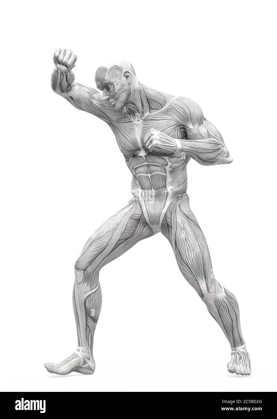 muscleman anatomy heroic body doing a fight pose in white background ...