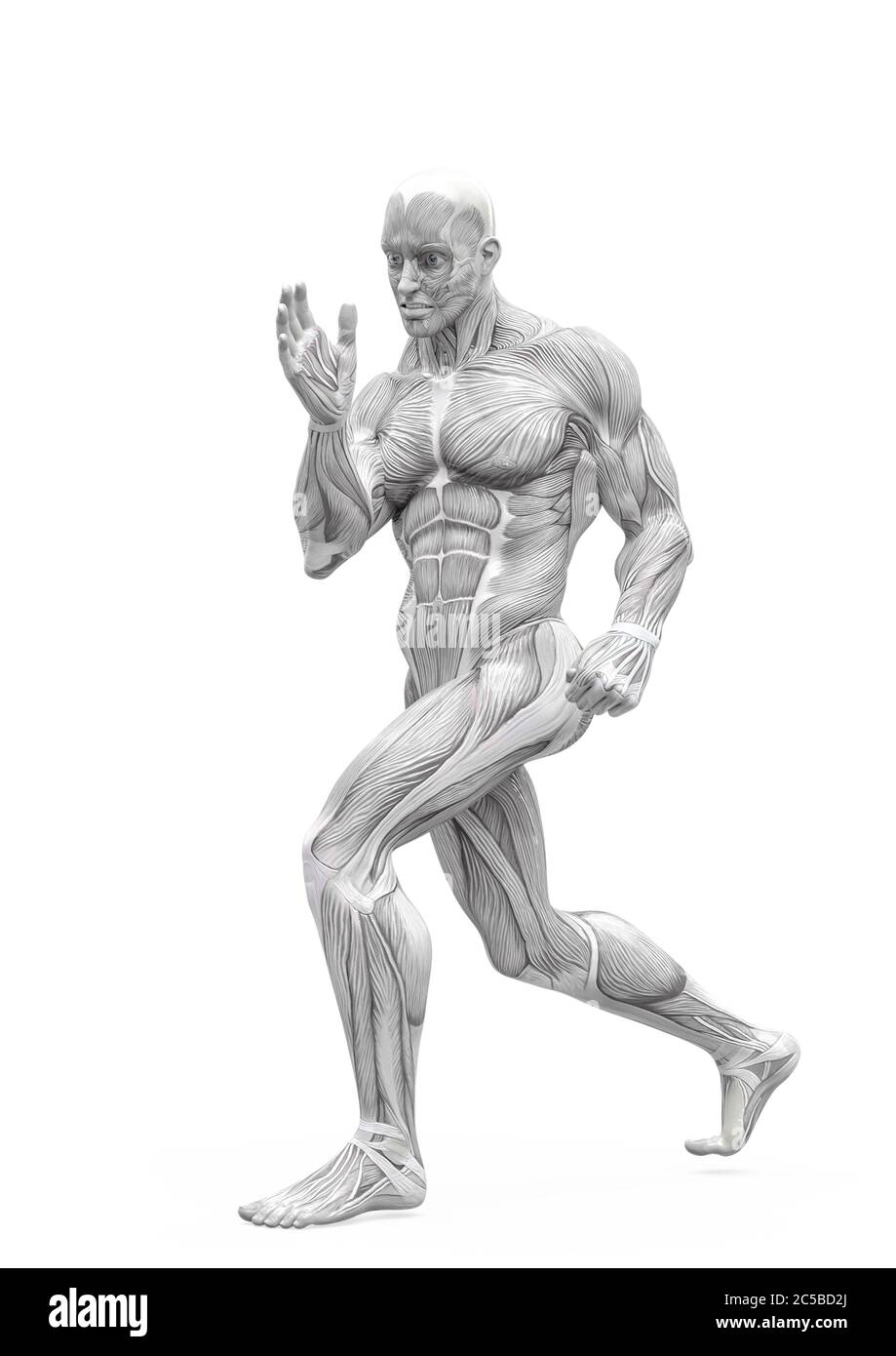 muscleman anatomy heroic body doing a fight pose one in white ...
