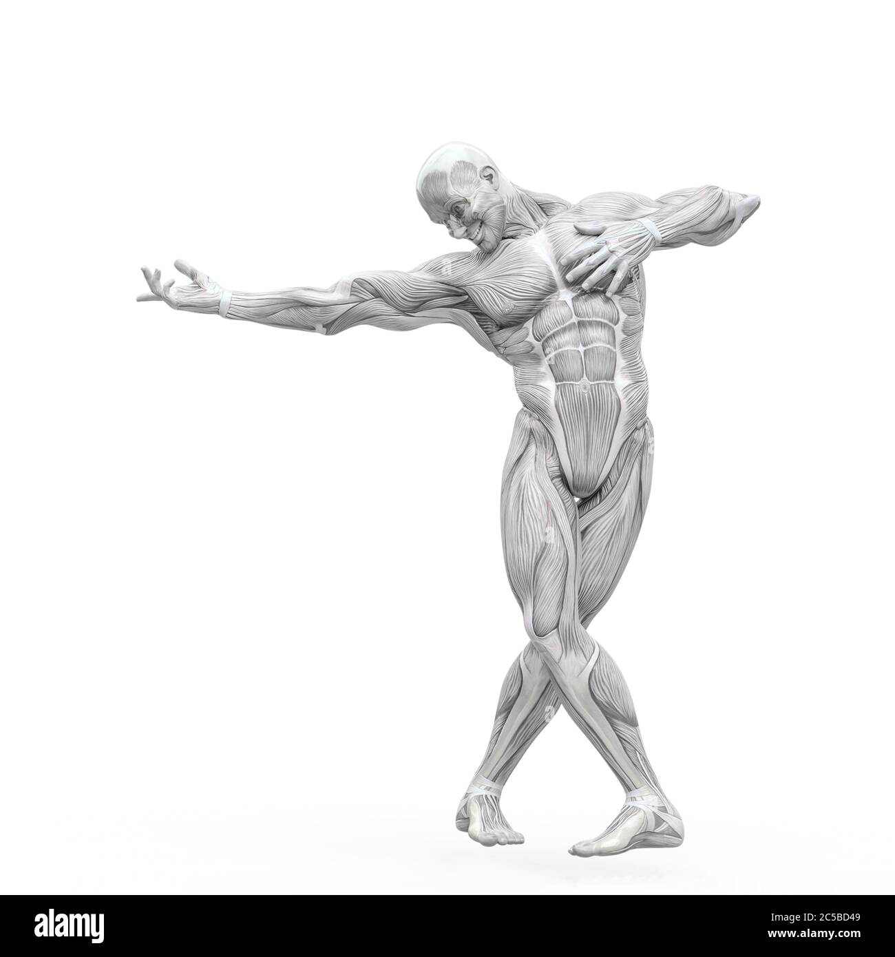 muscleman anatomy heroic body dancing pose one in white background ...