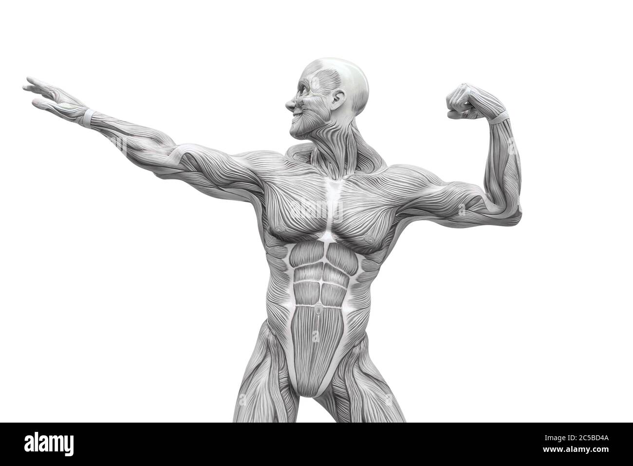 muscleman anatomy heroic body doing a bodybuilder pose eleven in white ...