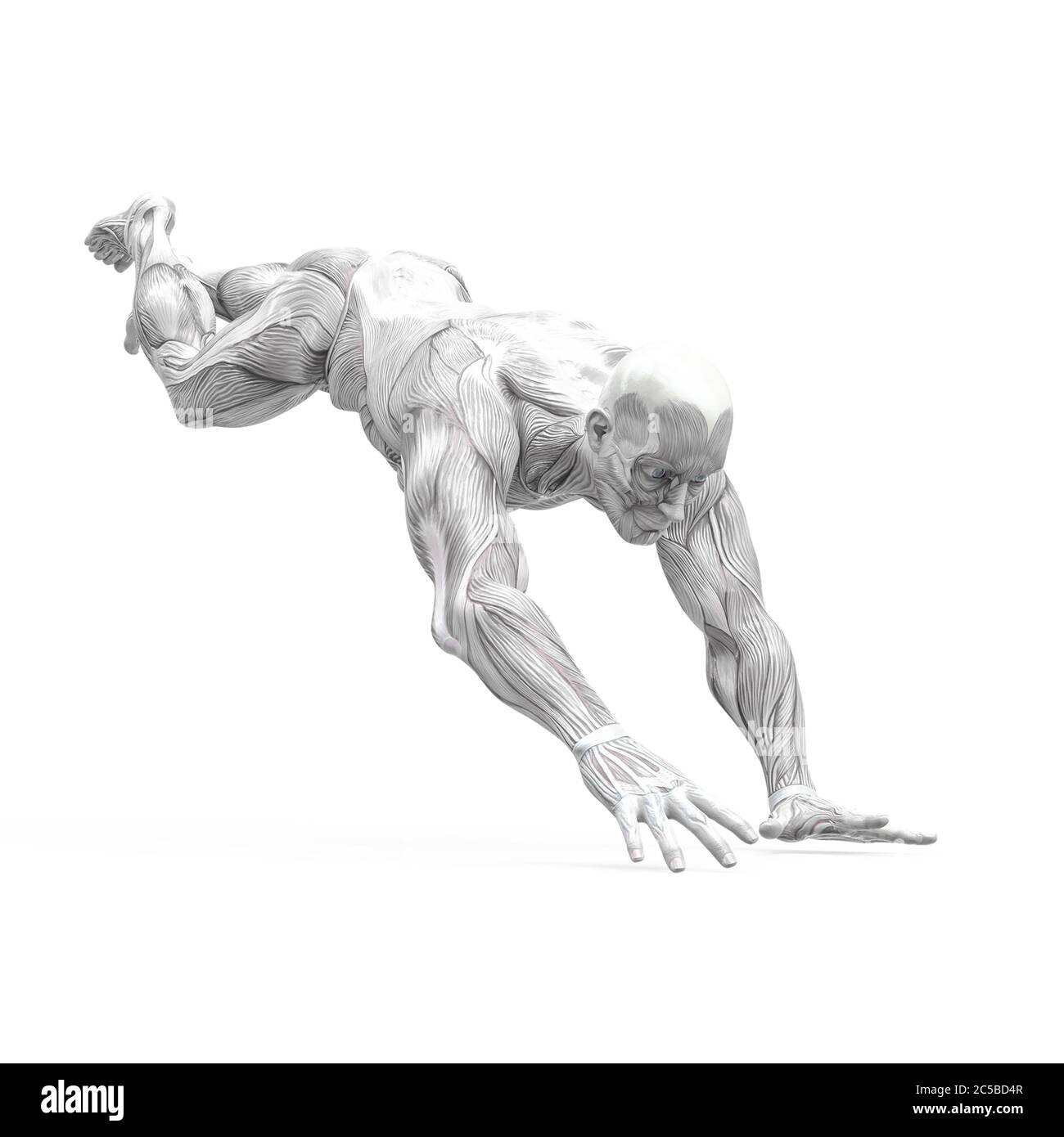 muscleman anatomy heroic body parkour landing pose in white background ...