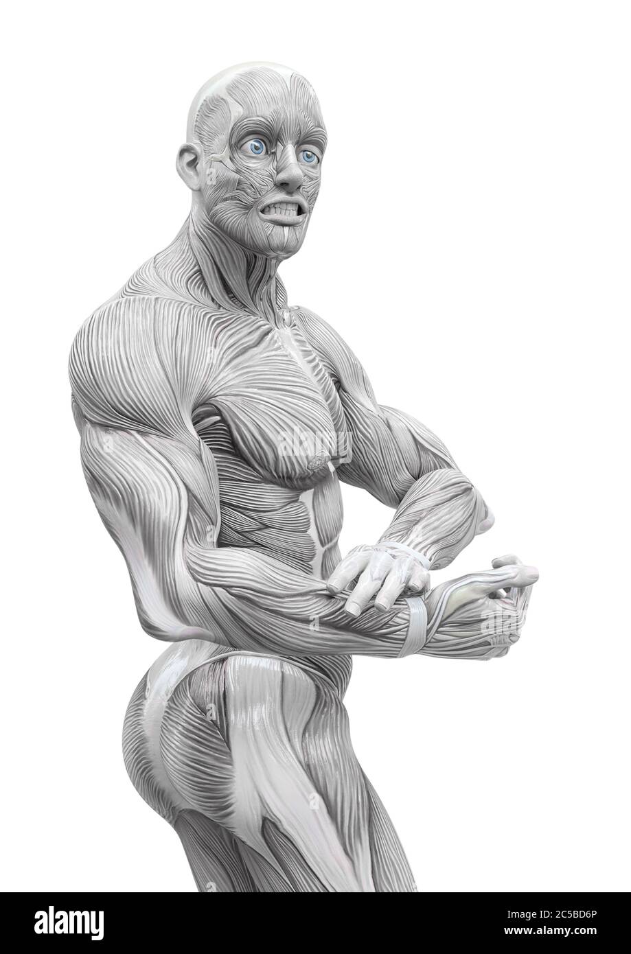 muscleman anatomy heroic body doing a bodybuilder pose in white ...