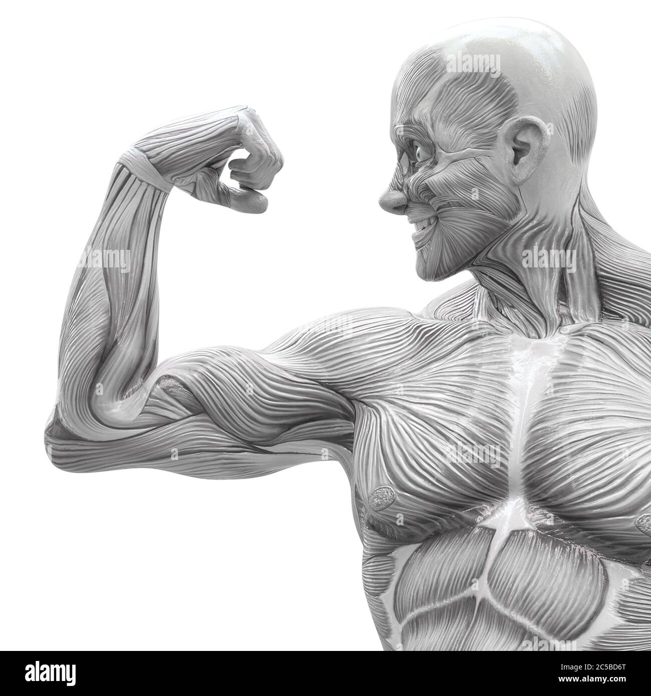 muscleman anatomy heroic body doing a bodybuilder pose twelve in white ...