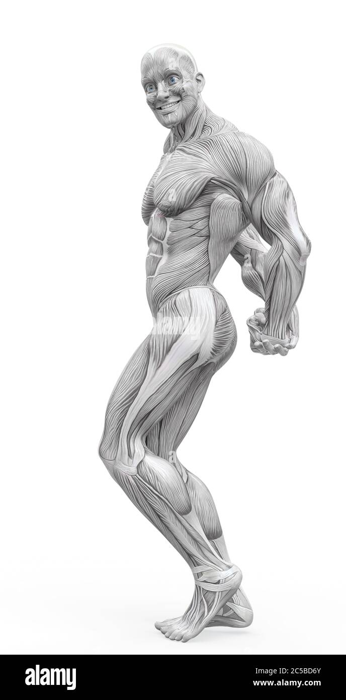 muscleman anatomy heroic body doing a bodybuilder pose eight in white ...