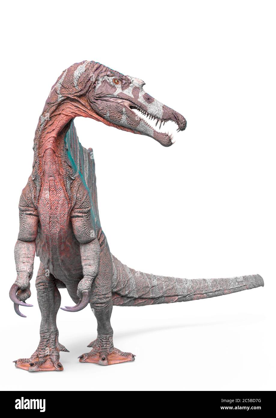 spinosaurus standing up in white background, 3d illustration Stock Photo - Alamy