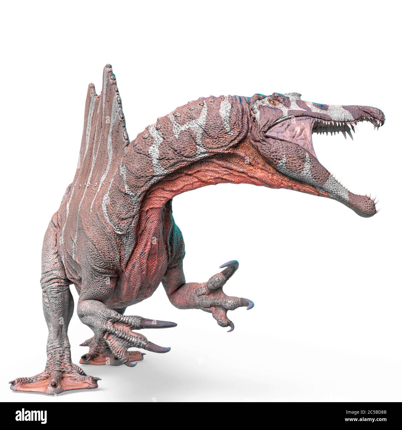 spinosaurus side attack in white background, 3d illustration Stock ...