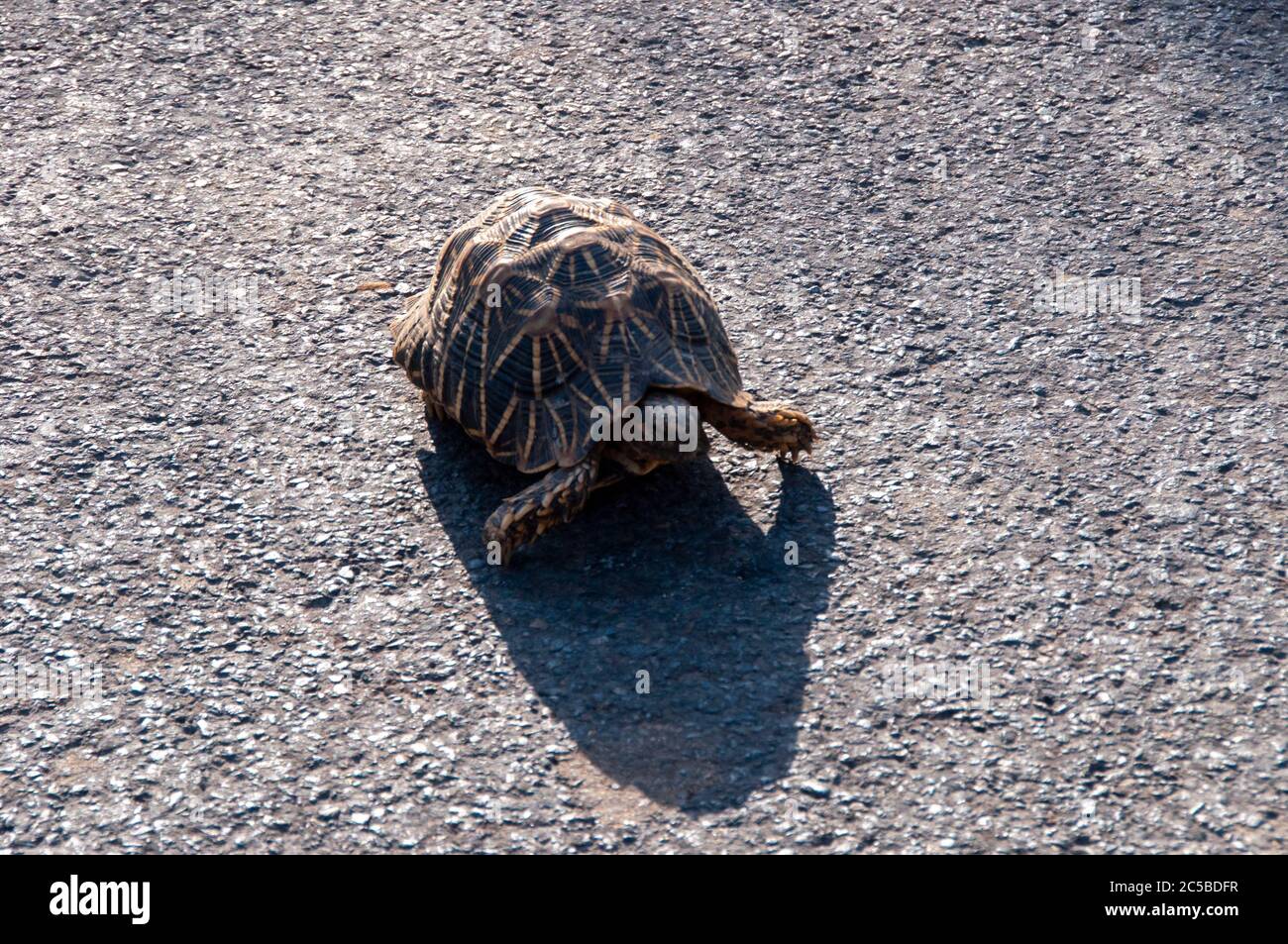 an Indian star tortoise crossing the road at Mount Abu Stock Photo - Alamy