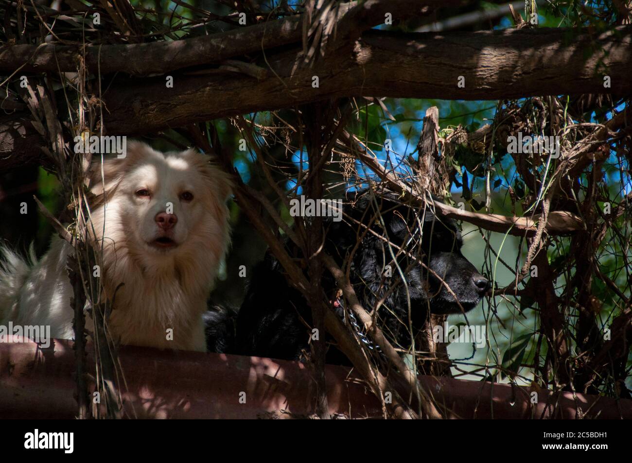 Puppy inside doghouse hi-res stock photography and images - Alamy