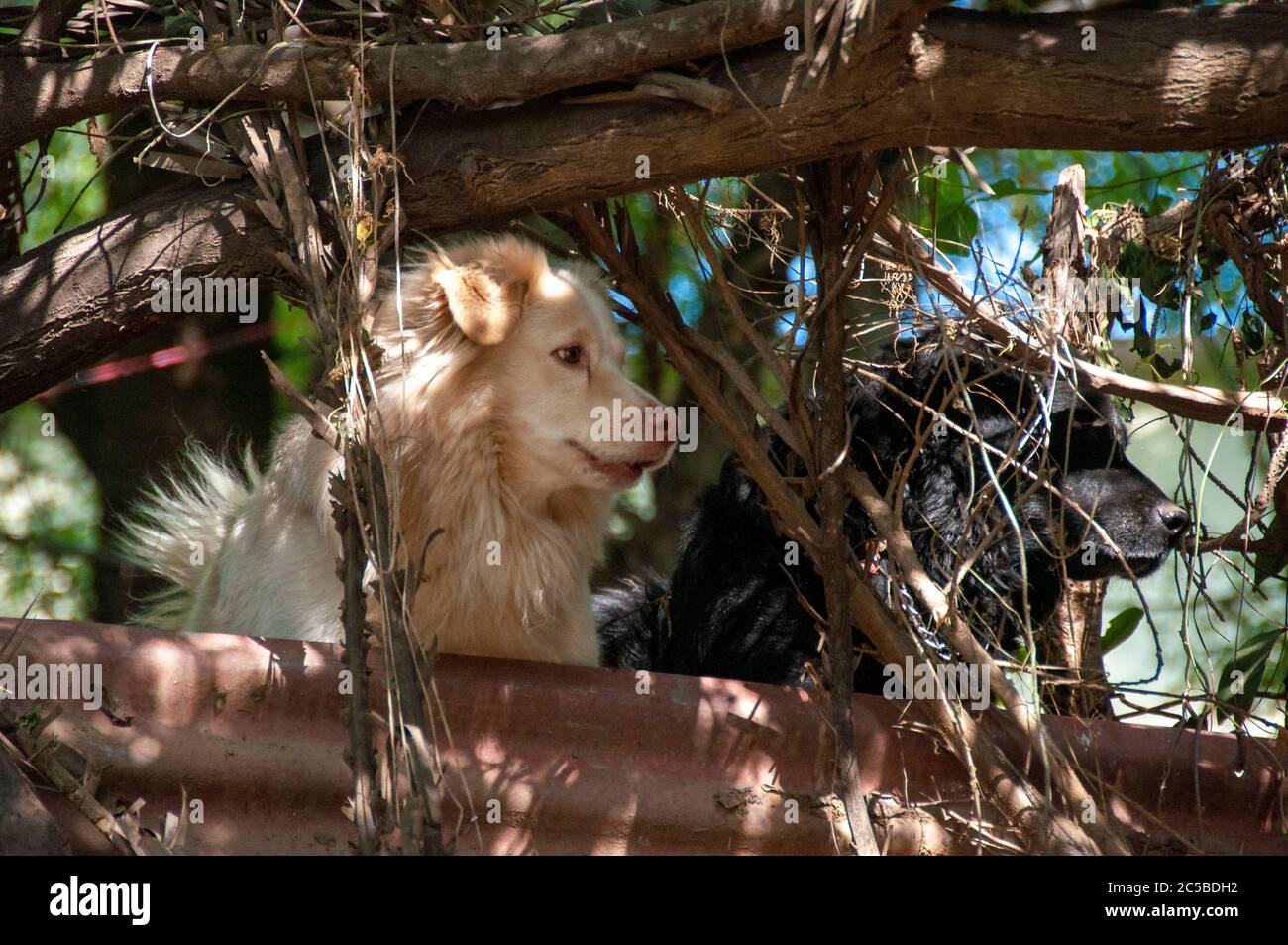 cute dogs inside the wood Stock Photo - Alamy