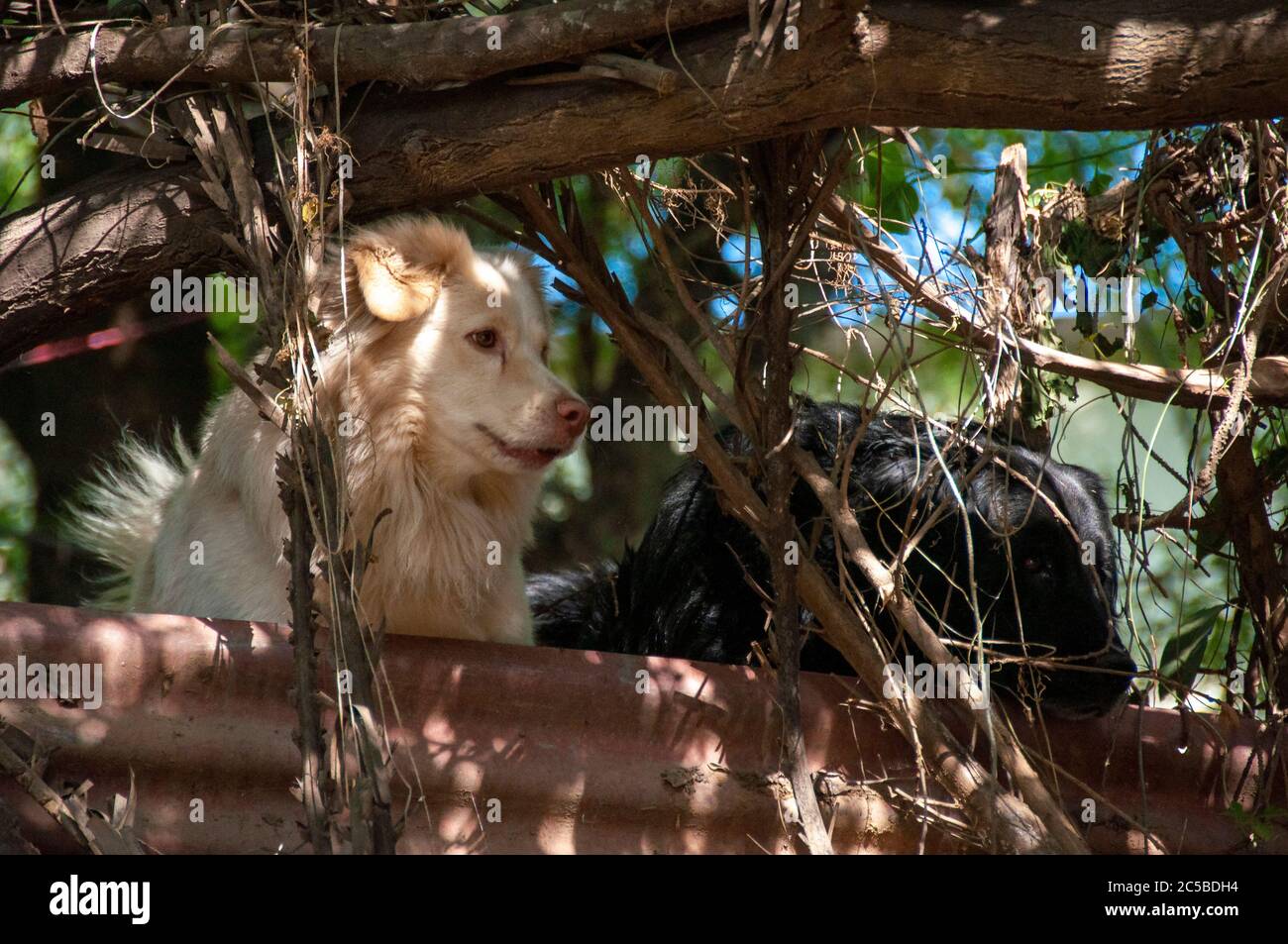 cute dogs inside the wood Stock Photo - Alamy