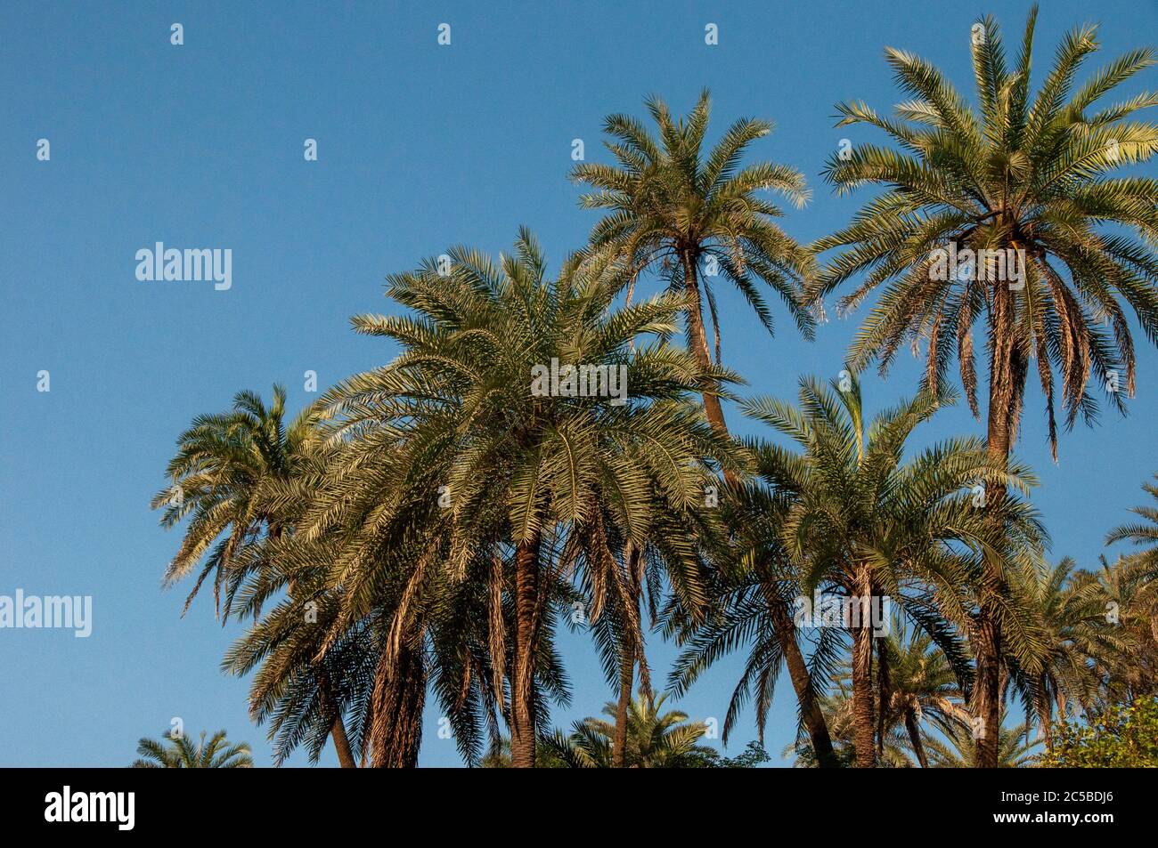 date plant forest of mount abu Stock Photo - Alamy