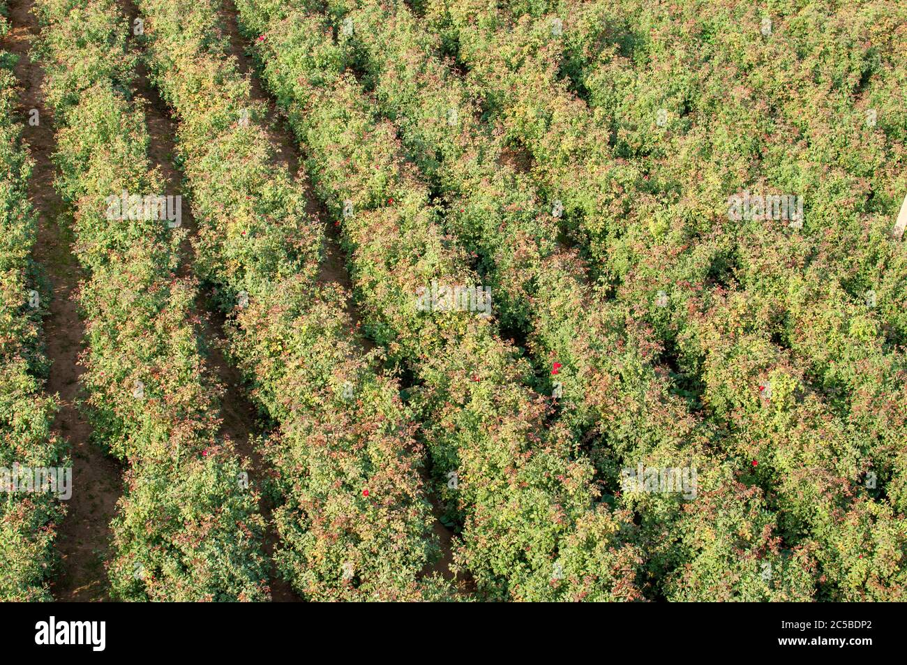 Rose garden of rajasthanbloom hi-res stock photography and images - Alamy