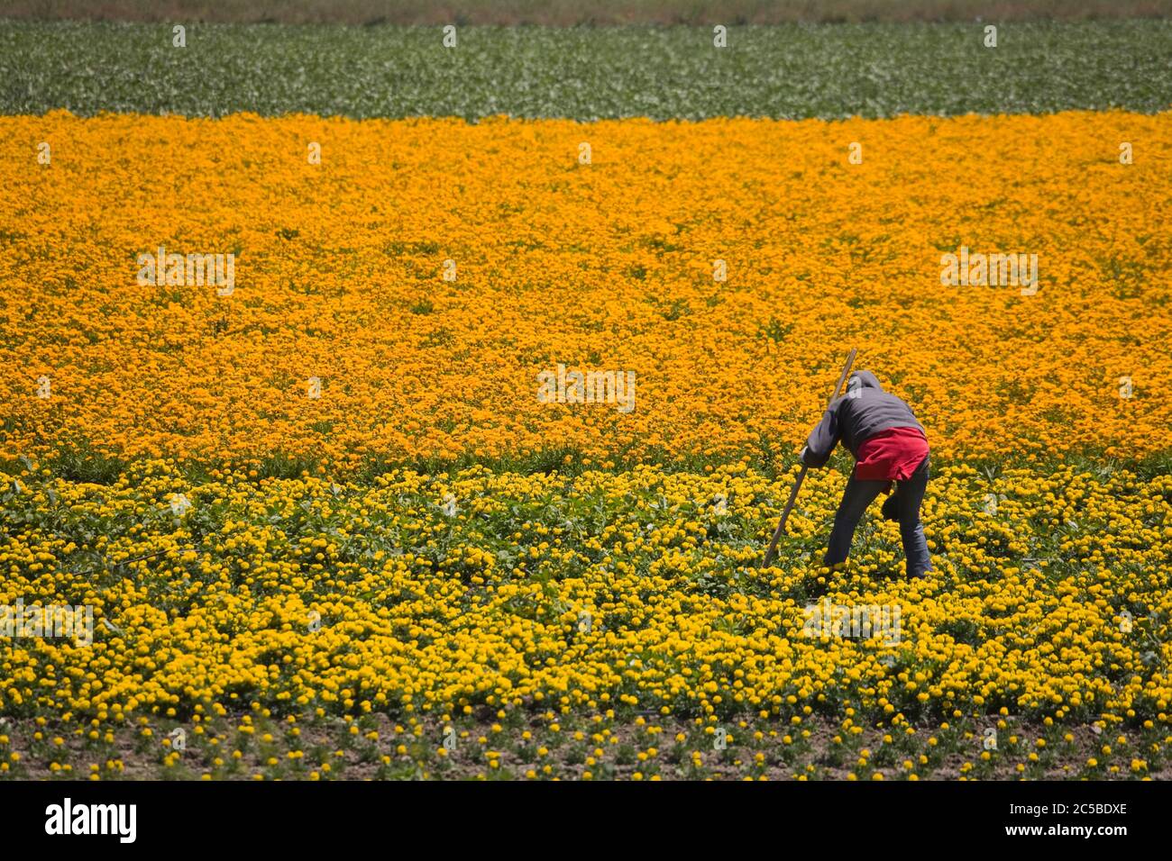 Flower Farm, Lompoc, Santa Barbara County, Central California, USA ...
