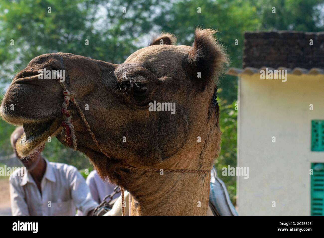 The camel is part of the landscape of Rajasthan; the icon of the desert ...