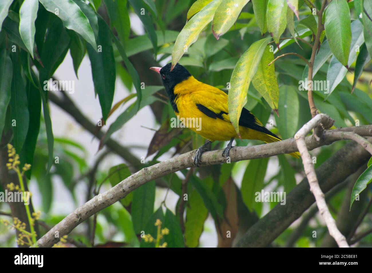 The black hooded oriole is a member of the oriole family of passerine ...