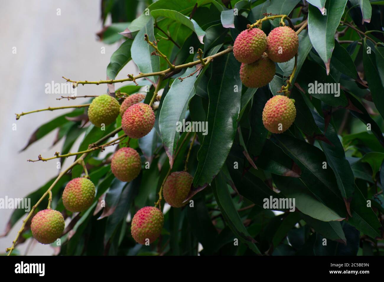 Lychee is the sole member of the genus Litchi in the soapberry family ...