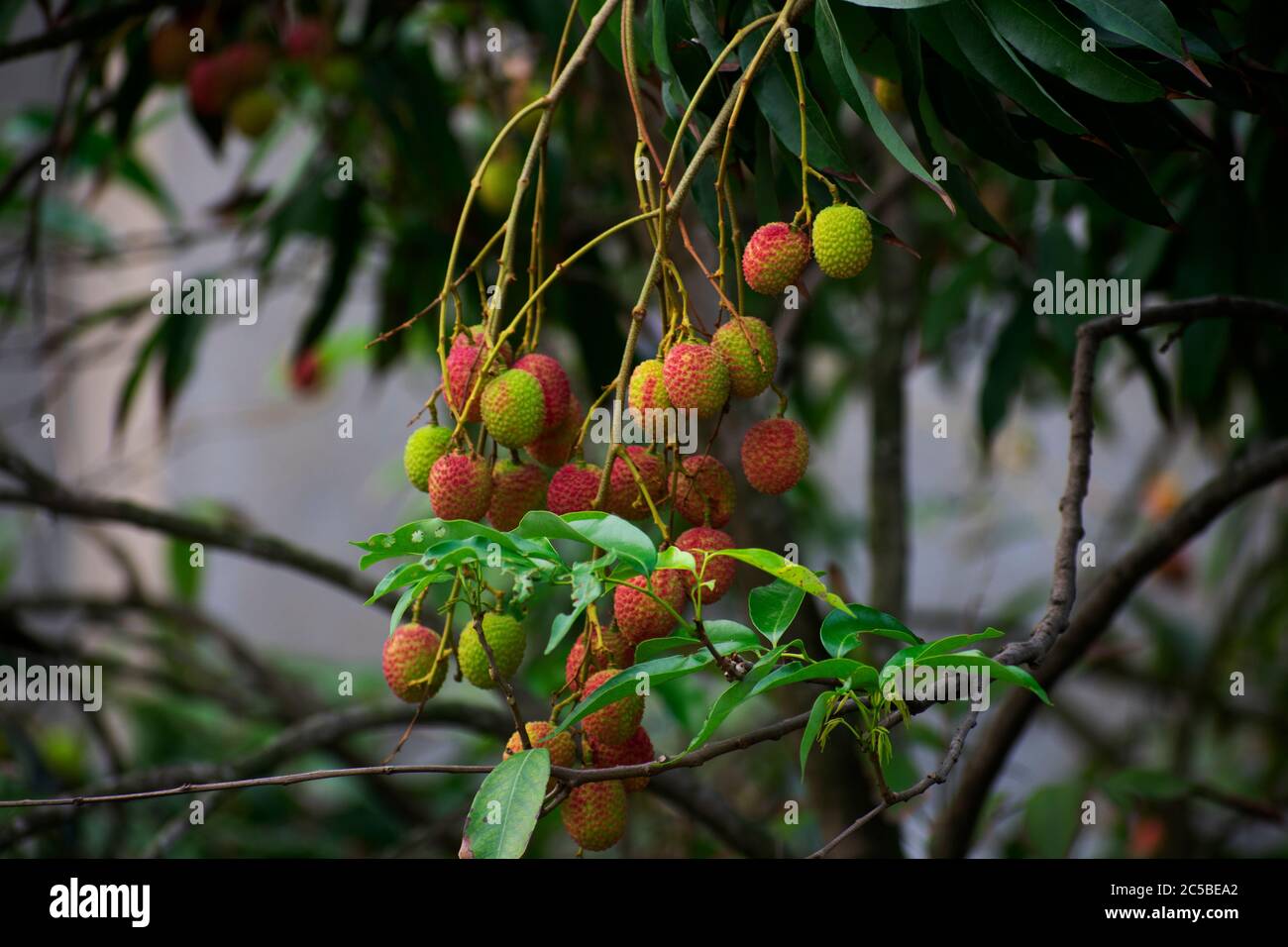 Family Sapindaceae High Resolution Stock Photography and Images - Alamy