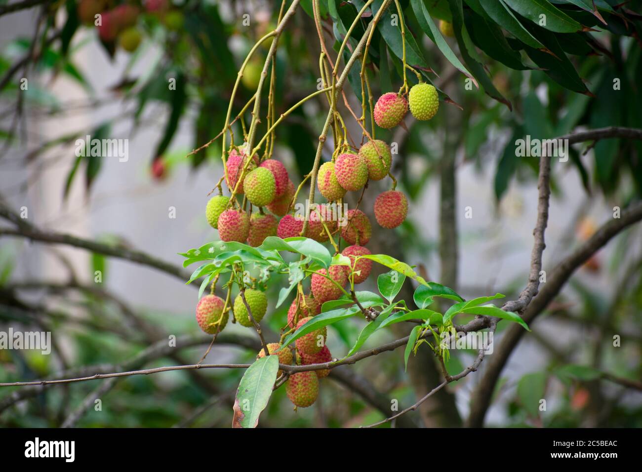 Soapberry and lychee family hi-res stock photography and images - Alamy