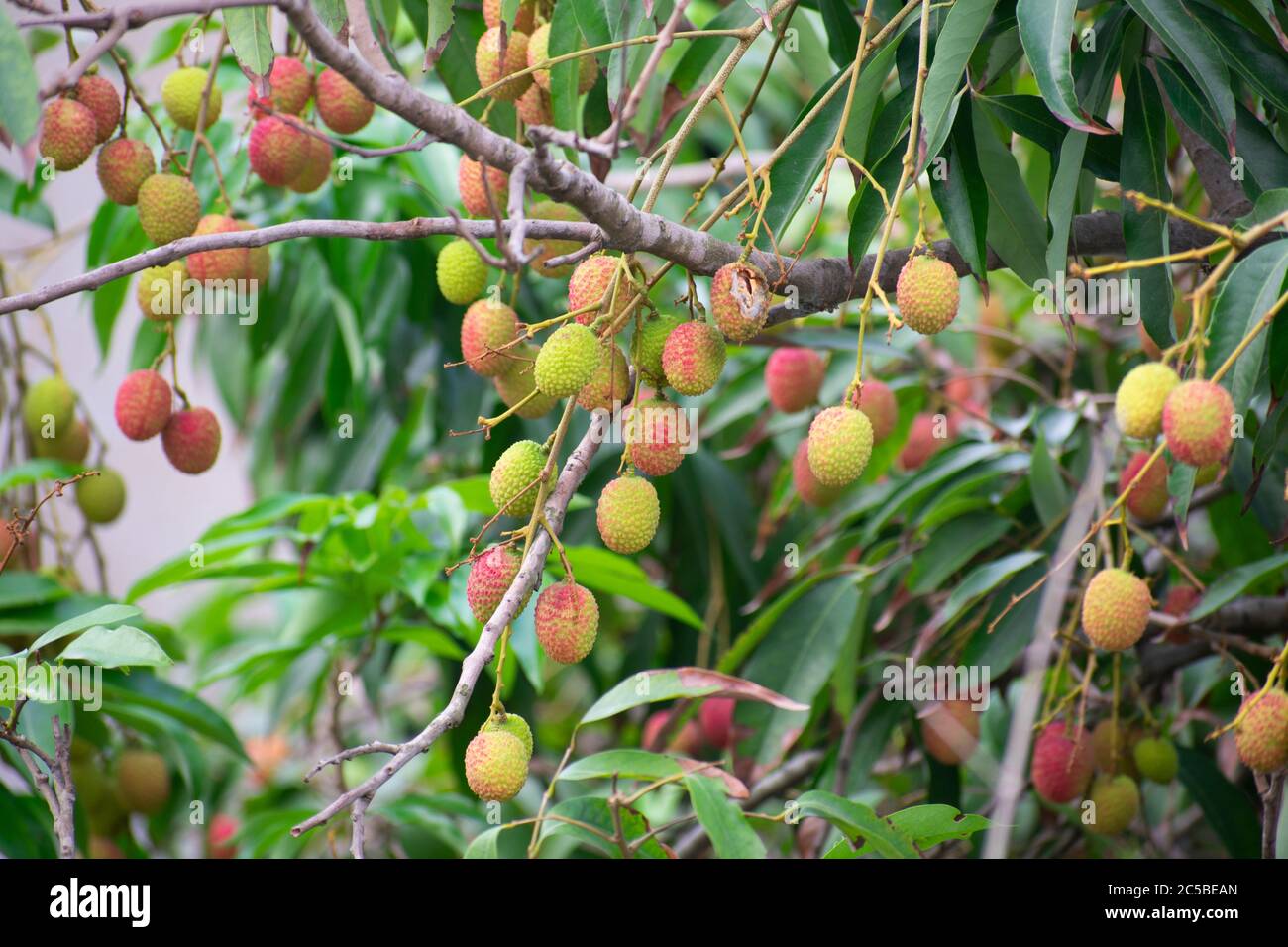 Lichi tree hi-res stock photography and images - Alamy