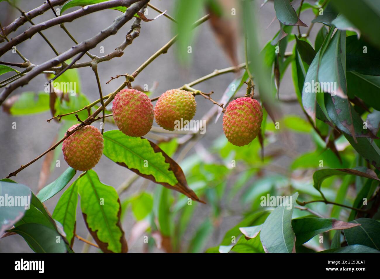 Family Sapindaceae High Resolution Stock Photography and Images - Alamy