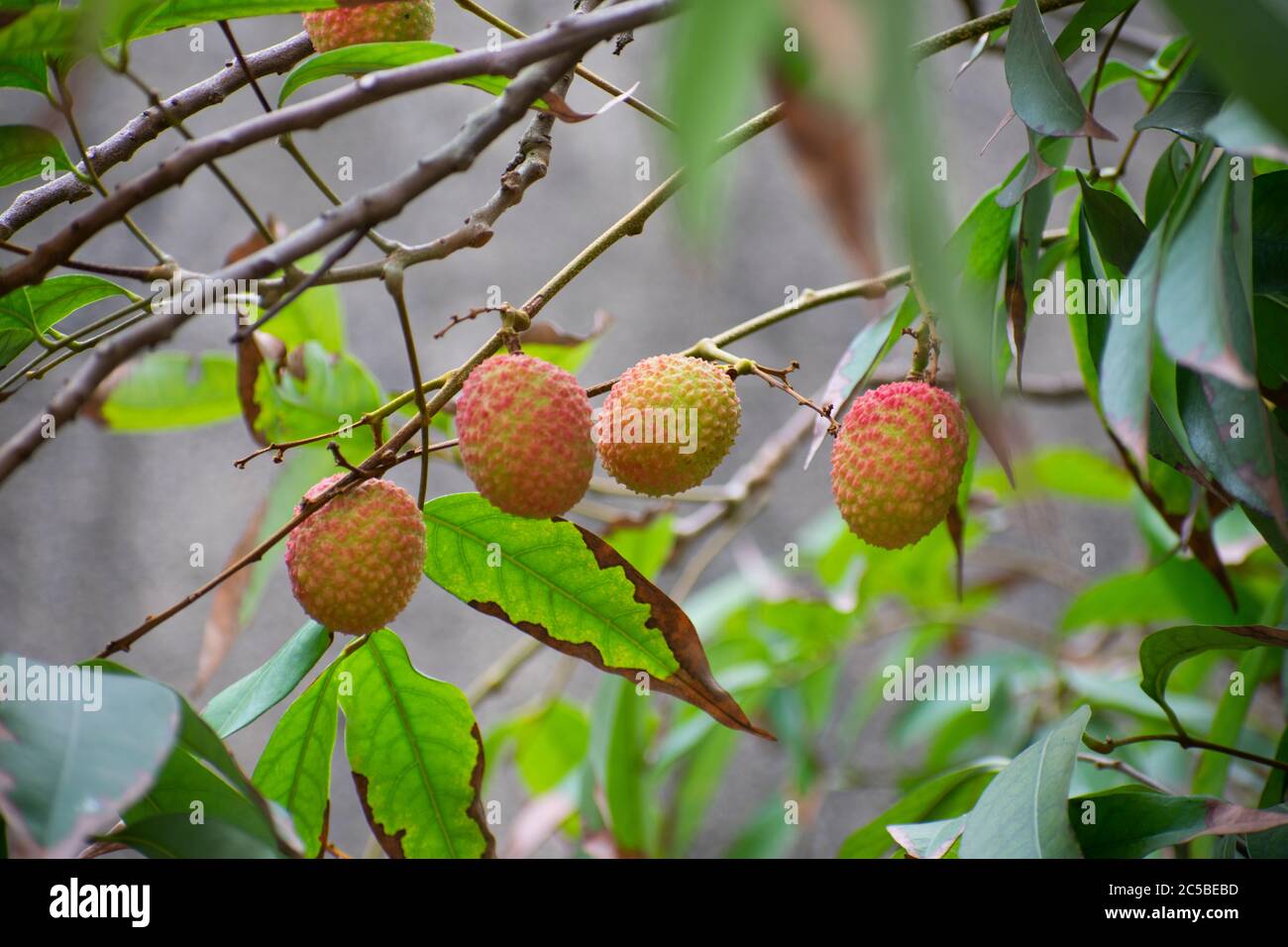 Lichi tree hi-res stock photography and images - Alamy