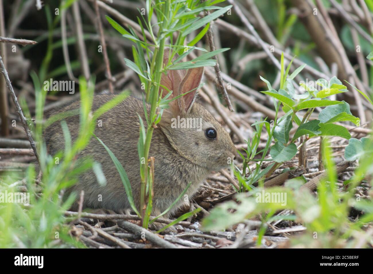 Small bright-eyed wild brush rabbit (Sylvilagus bachmani) sitting ...