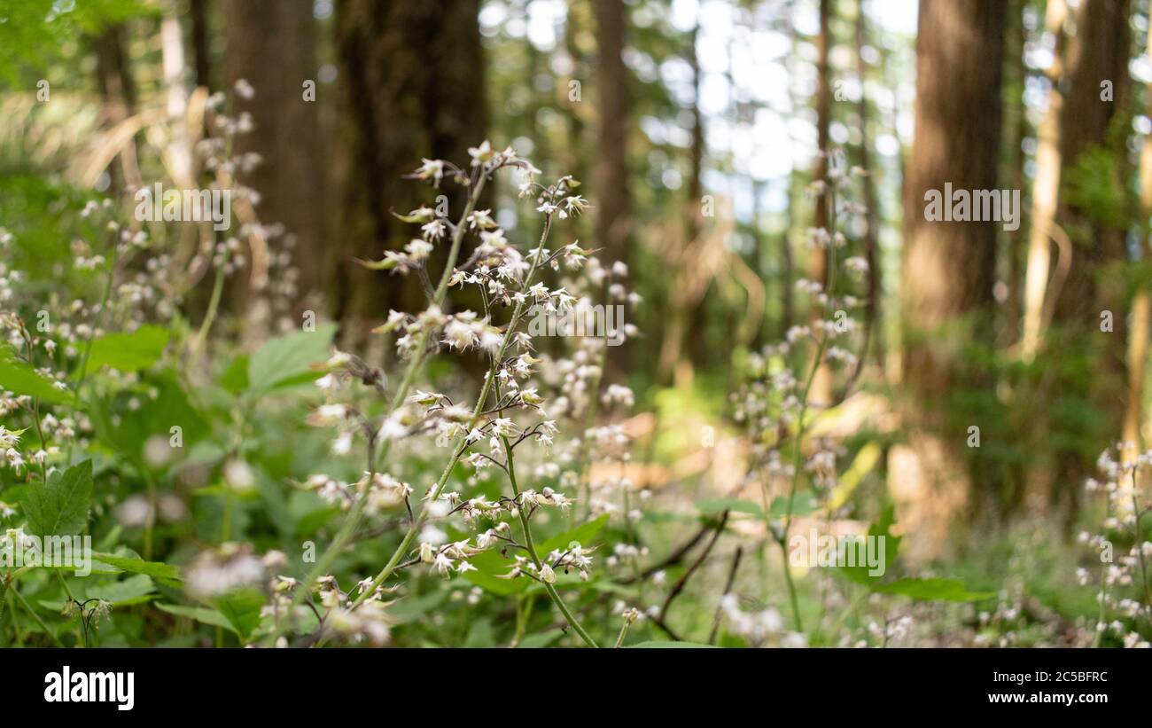 Rain forest wild flower hi-res stock photography and images - Alamy