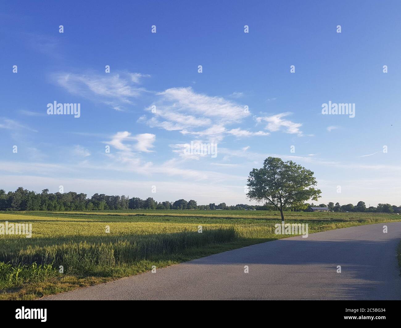 Empty road near forest agriculture hi-res stock photography and images ...
