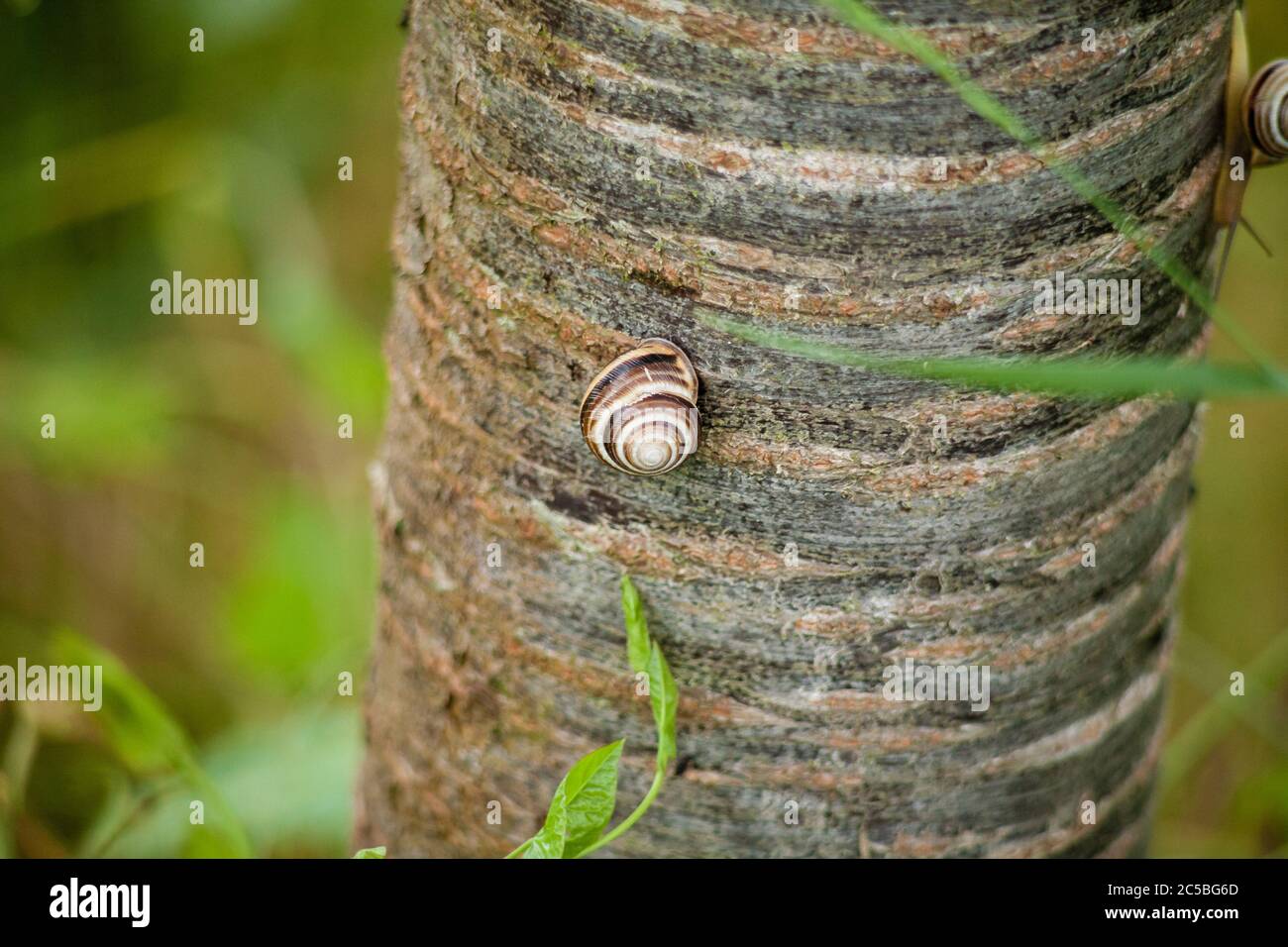 Closeup shot of a snail crawling on a tree trunk Stock Photo - Alamy