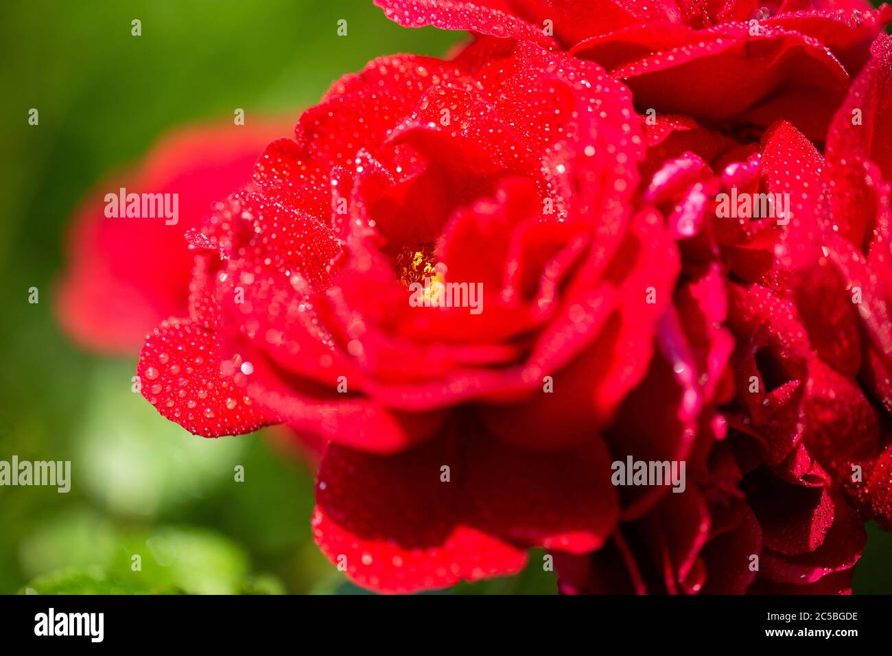 Selective focus shot of bright red roses with some droplets on them ...