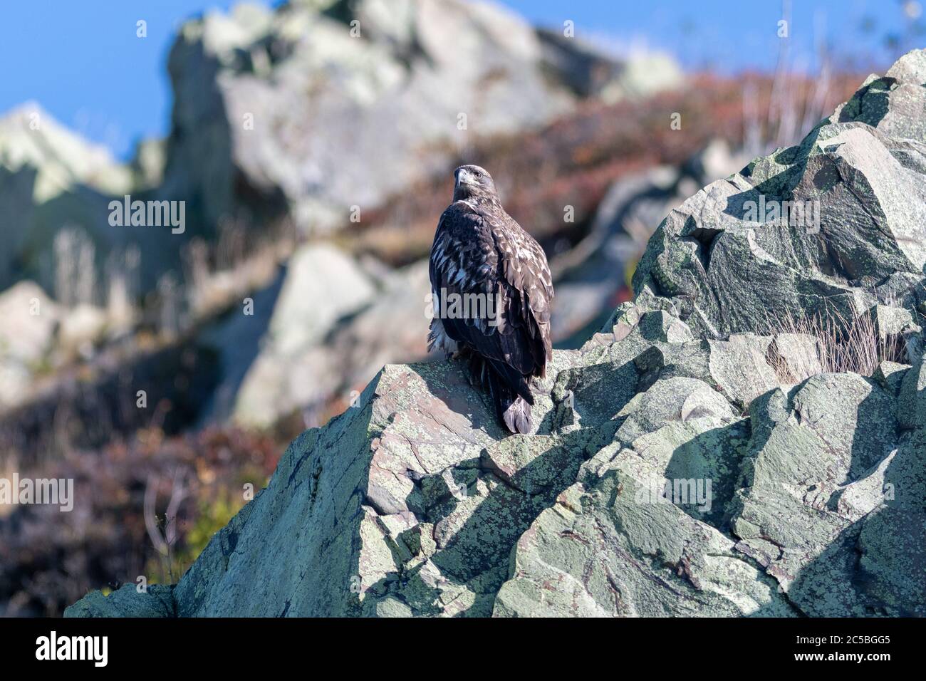Wings Covering Head High Resolution Stock Photography and Images - Alamy