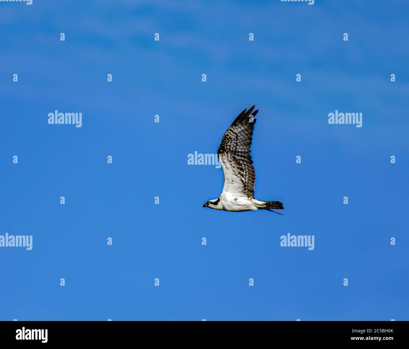 Sanctuary of pandion hi-res stock photography and images - Alamy