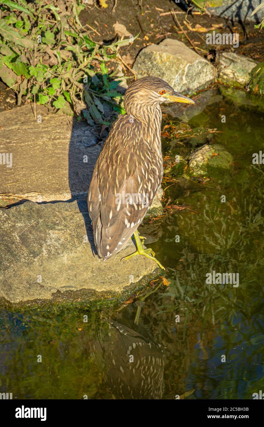 Immature Black- crowned Night Heron (Nycticorax nycticorax) standing on ...