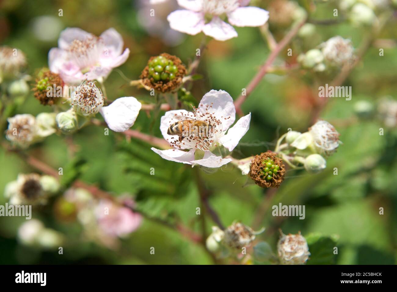 Honey bee collecting pollen from pink flowers on blackberry vines. An ...